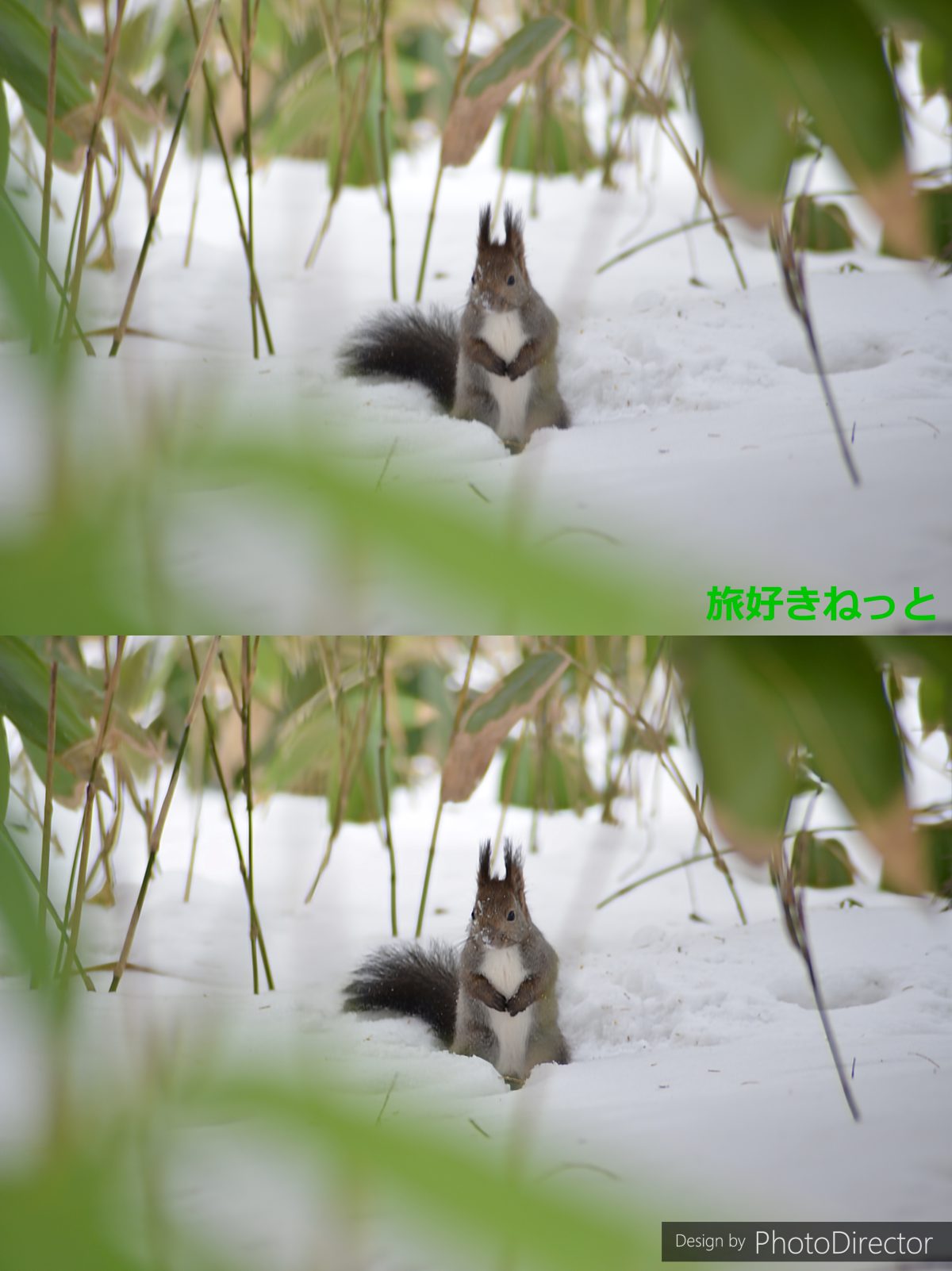 【ai】ピンボケ補正ソフト(アプリ)が凄かったのでレビュー | 旅好きねっと|なまら北海道野郎